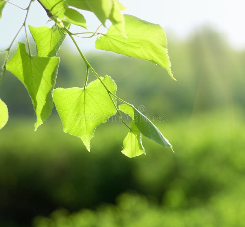 Green leaves with sun ray stock image. Image of botanical - 14449327
