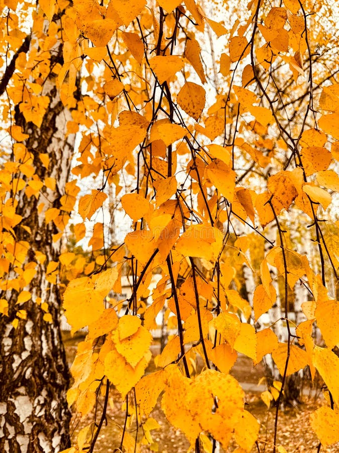 Leaves on a Birch Tree in Autumn Stock Image - Image of foliage, fall ...