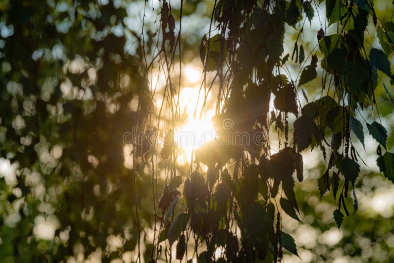 Leaves of a Birch Tree in the Backlight Stock Photo - Image of color ...