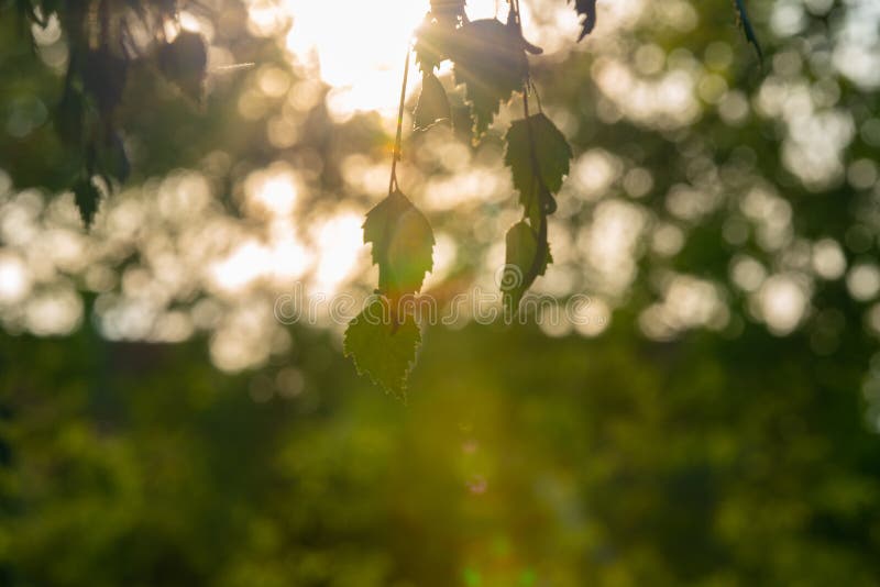 Leaves of a Birch Tree in the Backlight Stock Photo - Image of plant ...