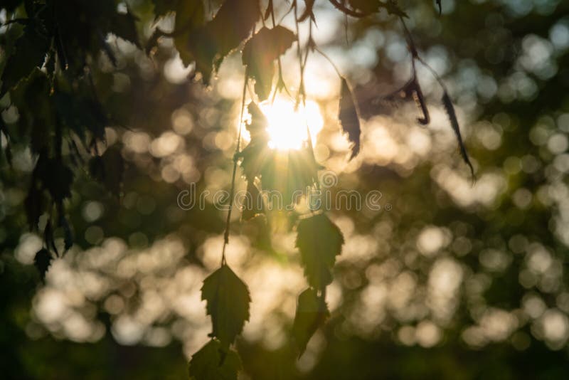 Leaves of a Birch Tree in the Backlight Stock Photo - Image of green ...