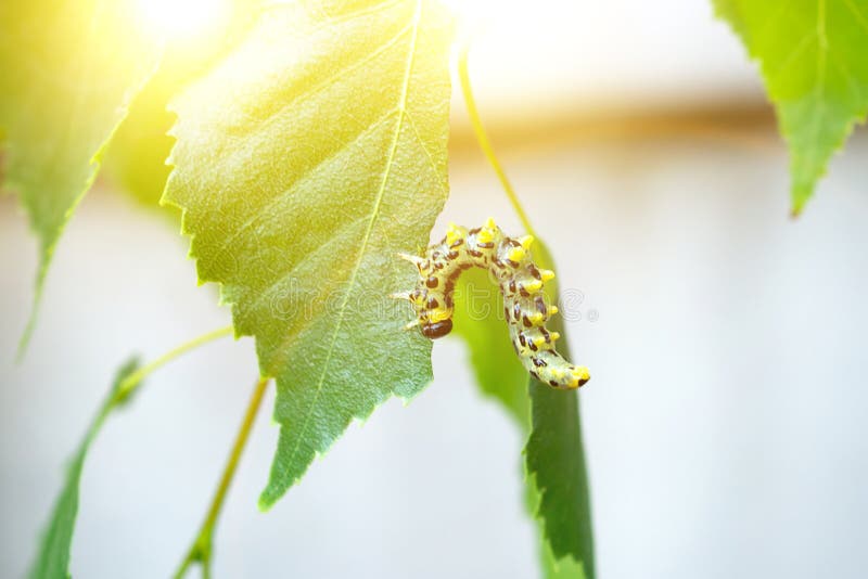 Leaves Birch Tree Covered with Caterpillars Pest Stock Photo - Image of ...