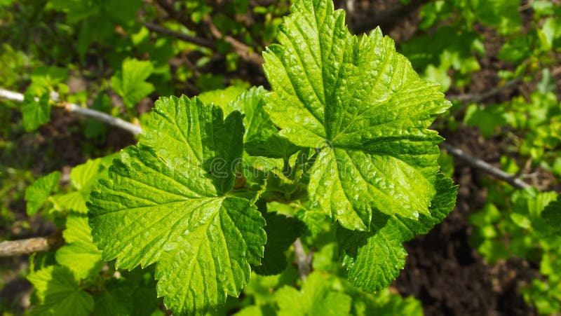 The Leaves of Black Currant. Stock Image - Image of organic, leaves ...