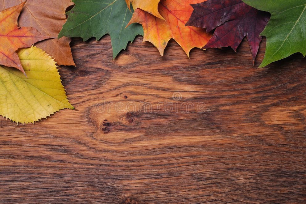 Leaves on the board stock image. Image of board, design - 76510335