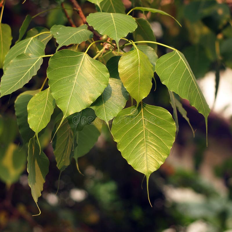 The Leaves of the Bodhi Tree Stock Photo - Image of wood, bright: 76136198