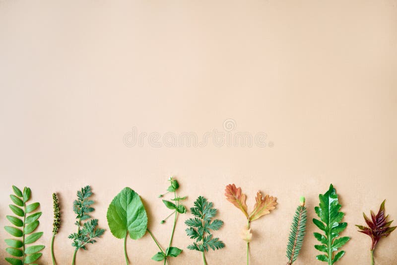 Leaves Border Made of Different Plants and Herbs with Copy Space for ...