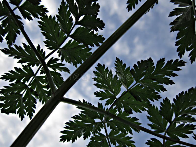 Leaves from the bottom stock photo. Image of ground, white - 47668476