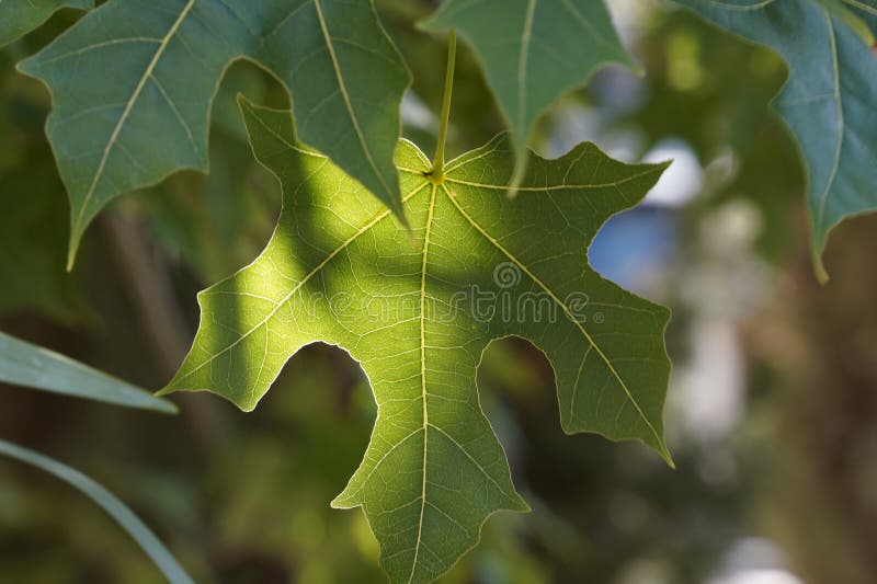 Leaves of Brachychiton Australis Commonly Known As the Broad-leaved ...