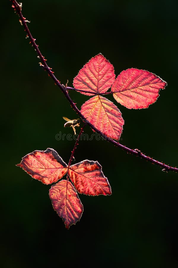 Leaves of bramble stock photo. Image of foliage, bramble - 79933538