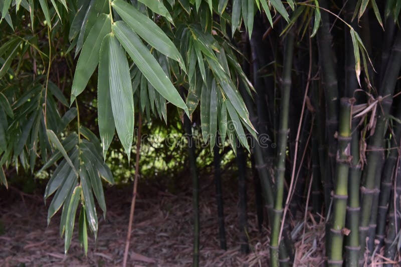 Leaves and Branches of Bamboo in the Green Bamboo Forest Stock Image ...