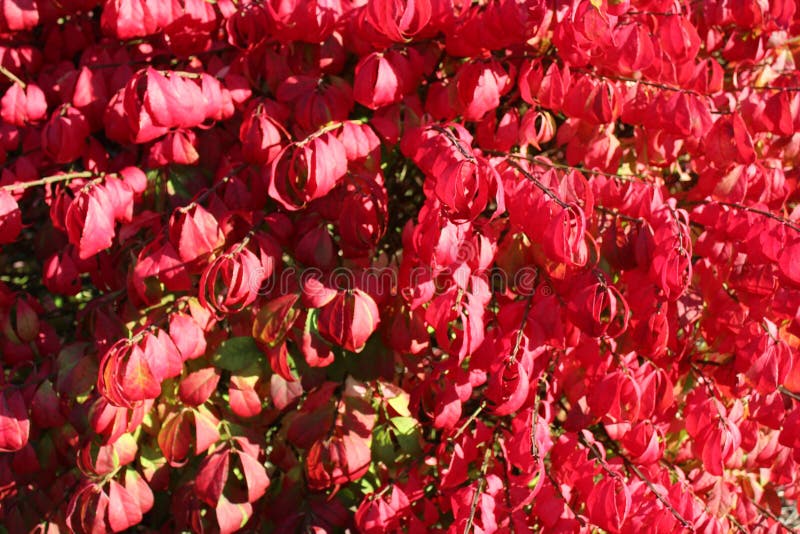 Vibrant Red Color Leaves in Fall Stock Photo - Image of decoration ...