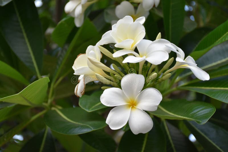 Frangipani, Plumeria, Temple Tree, Graveyard Tree Stock Image - Image ...