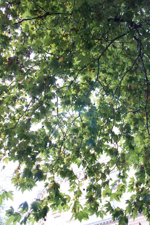 Leaves and Branches of a London Plane Tree Stock Photo - Image of ...
