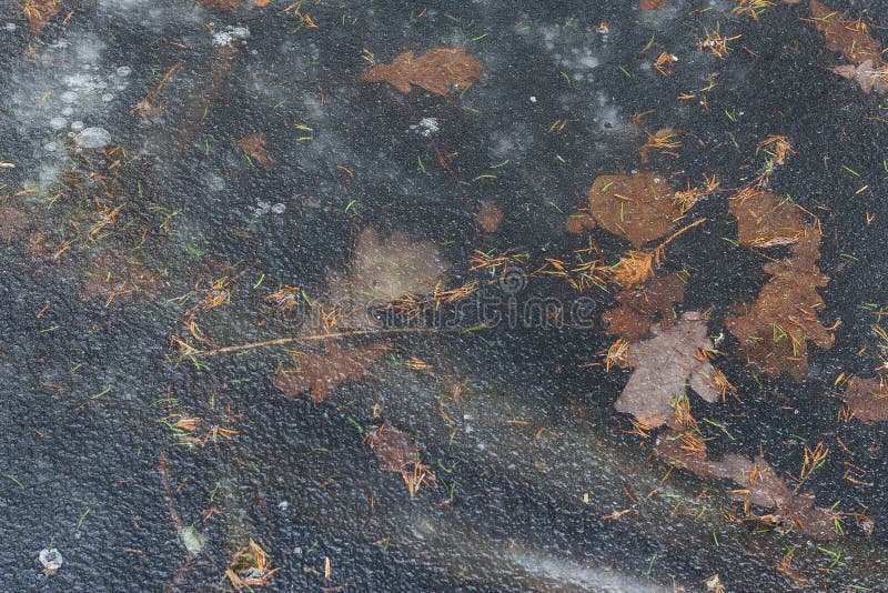 Leaves and Branches Under the Ice Frozen Stock Image - Image of beauty ...