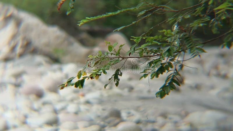 Leaves from the Branches of a Very Shady Tree on the Edge of a River in ...