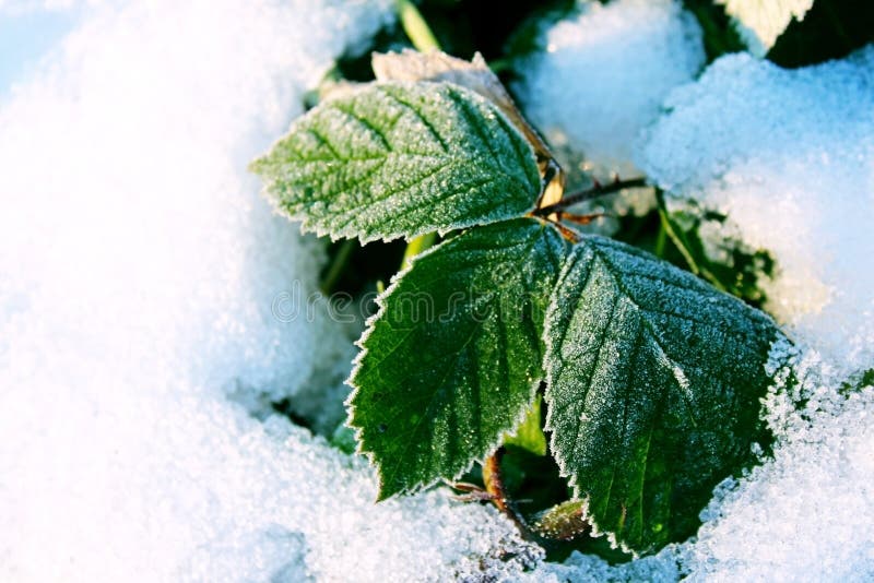 Leaves break through snow stock image. Image of penetrating - 90881503