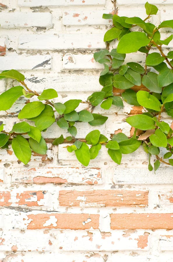 Leaves at brick wall stock photo. Image of architecture - 25404556