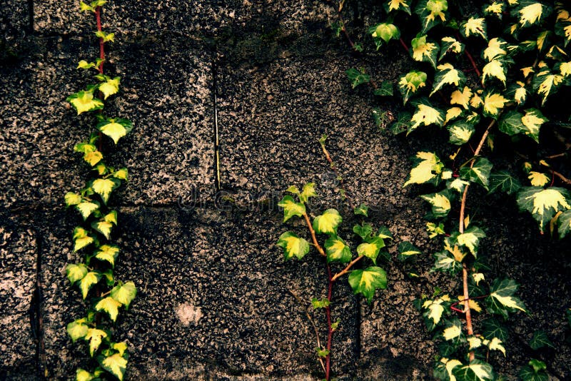 Leaves on brick wall stock photo. Image of leaves, special - 186846348