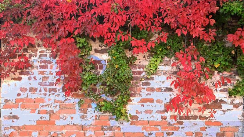 Leaves on brick wall stock image. Image of copy, outdoors - 258454759