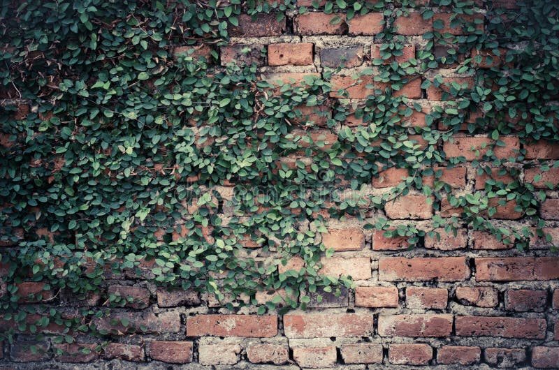 Leaves on Brick Wall for Wallpaper. Stock Image - Image of climber ...