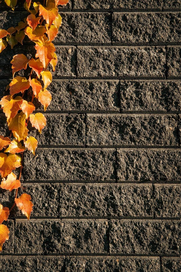 Leaves on bricks 3 stock image. Image of carpet, frame - 41205611