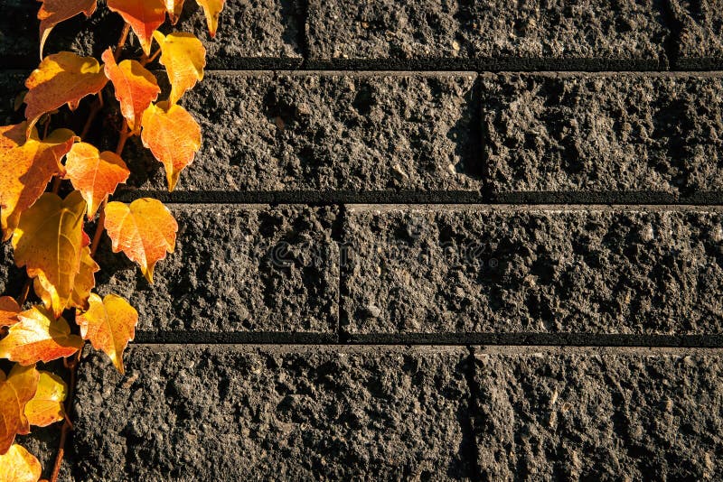 Leaves on bricks 1 stock photo. Image of golden, fall - 41205626
