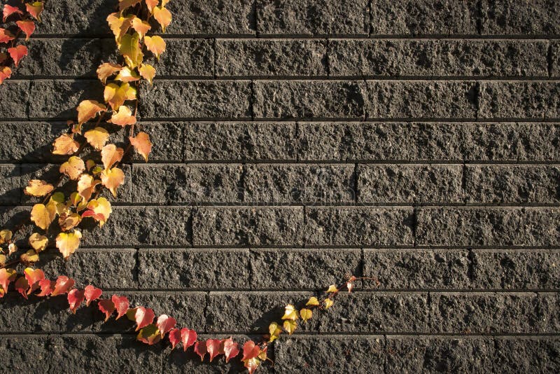 Leaves on bricks 4 stock photo. Image of frame, pattern - 41205676