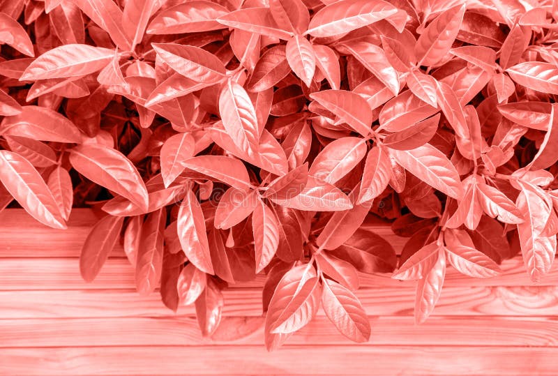 Leaves On Bright Background. Coral Color Concept Stock Image - Image of ...