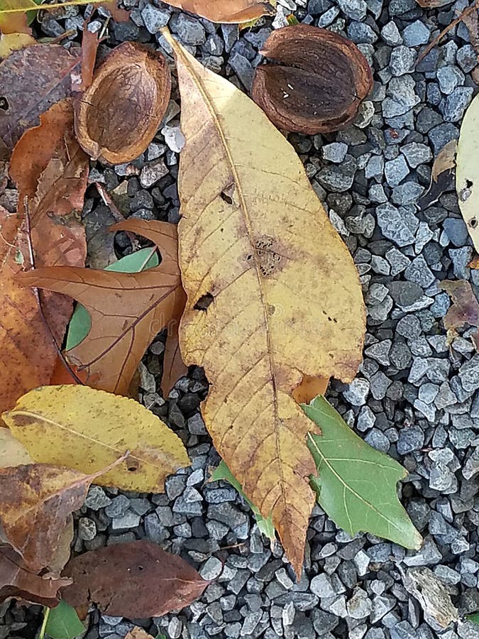 Leaves and Broken Nut Shells Make a Funny Face on the Forest Floor ...