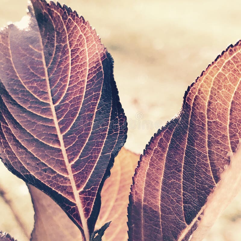 Leaves of brown stock image. Image of brown, nature, leaves - 81860947