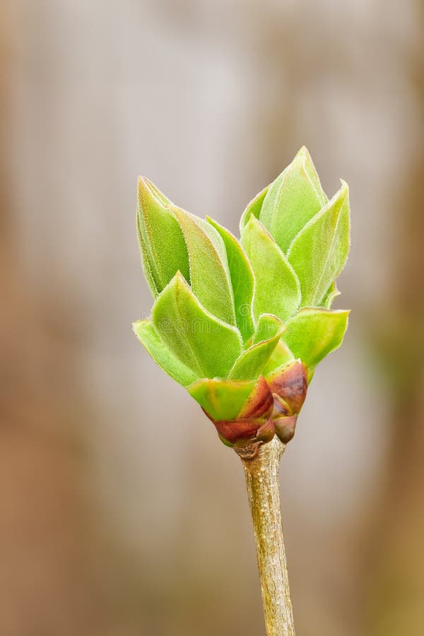 Leaves Budding Close Up Soft Background Copy Space Stock Image - Image of blurred, macro: 243714333