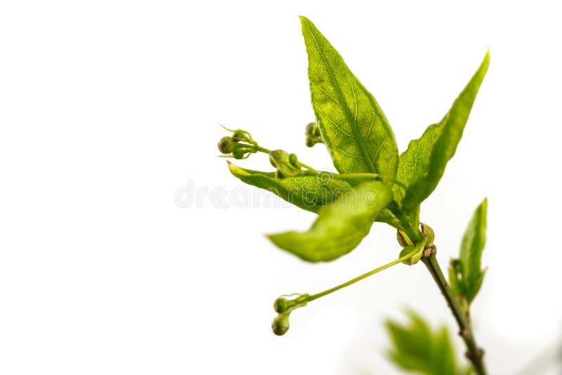 Leaves and Buds Isolated on White Background. Macro Stock Image - Image ...
