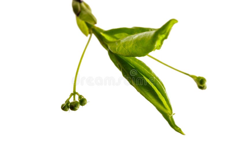 Leaves and Buds Isolated on White Background. Macro Stock Image - Image ...