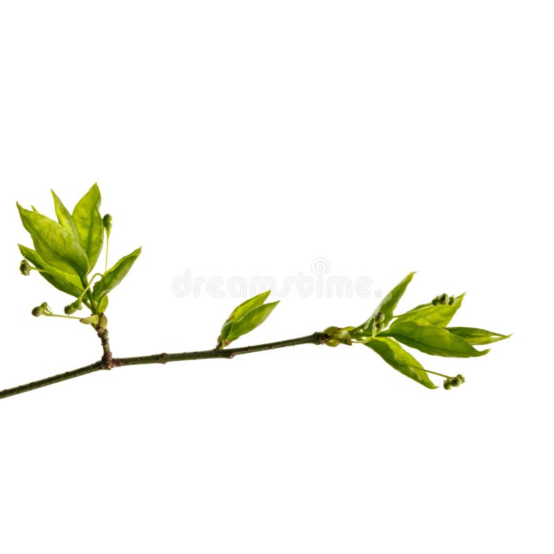 Leaves and Buds Isolated on White Background. Macro Stock Image - Image ...