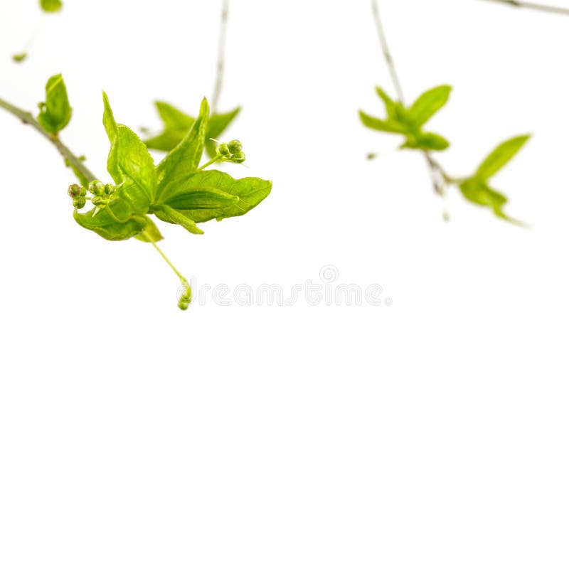 Leaves and Buds Isolated on White Background. Macro Stock Photo - Image ...