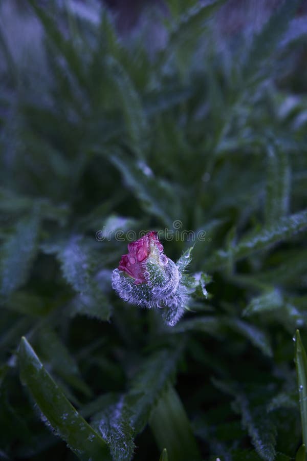 The Leaves and Buds of the Poppy are Covered with Dew and Water ...