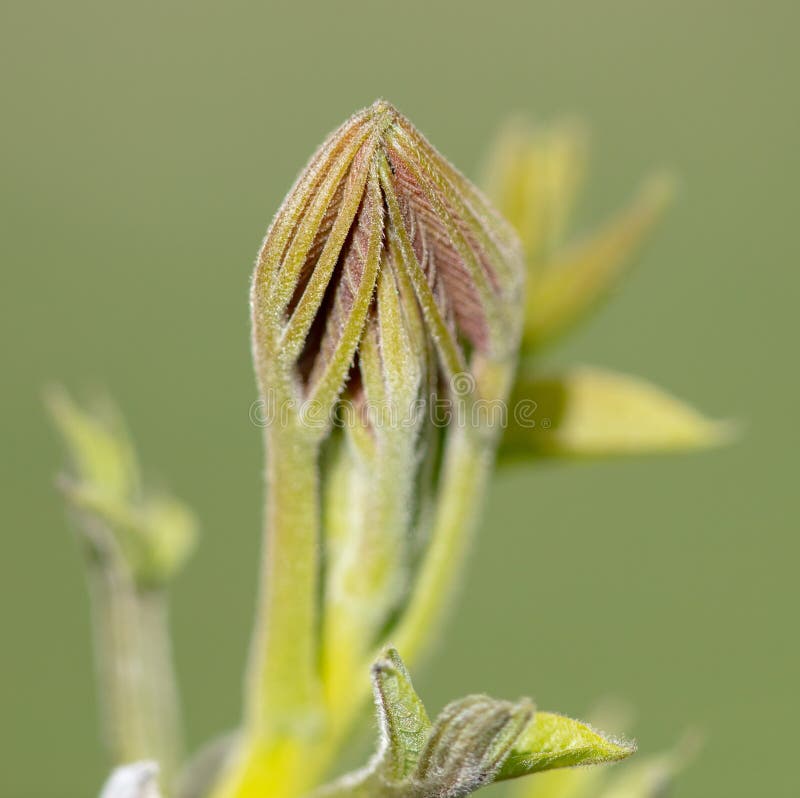 Leaves from the Buds of a Walnut Tree Close-up. Stock Photo - Image of ...