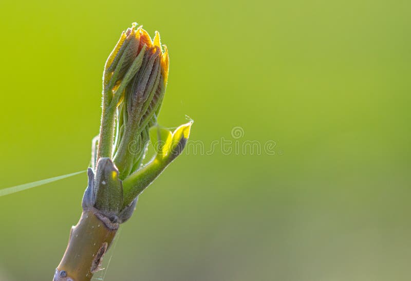 Leaves from the Buds of a Walnut Tree Close-up. Stock Image - Image of ...