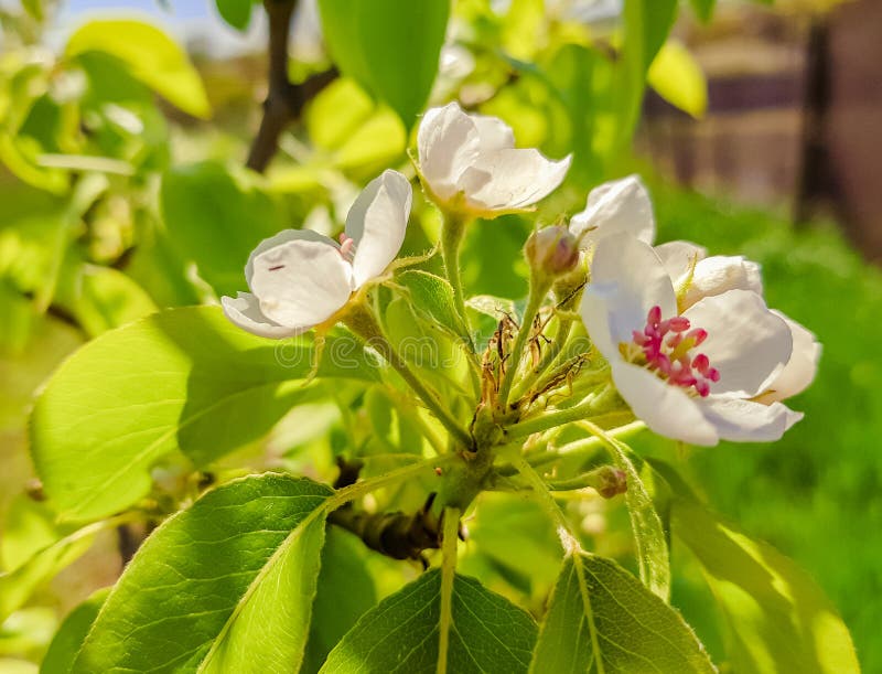 Leaves and Buds of Young Pears. Stock Image - Image of branch, natural ...