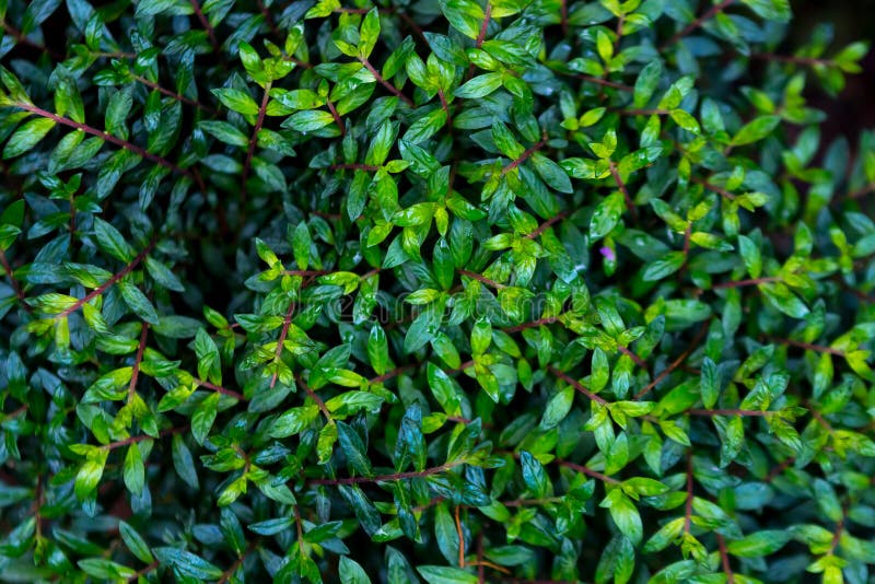 Leaves in a Bundle from Top View Stock Image - Image of green, brunches ...