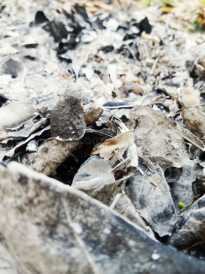 The Leaves are Burned and Burnt on the Ground Stock Image - Image of ...