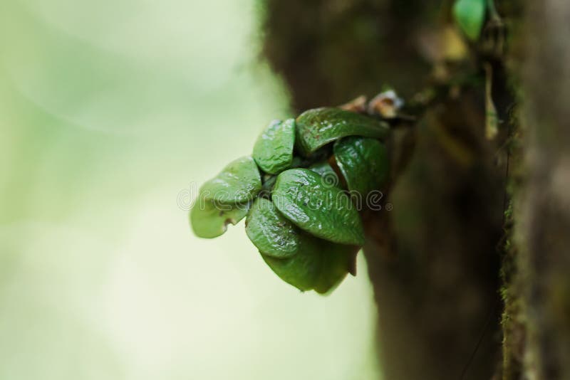 Leaves Burst from the Trunk Stock Image - Image of burnt, burst: 205530761