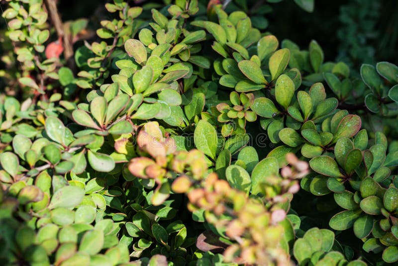 Leaves on Bush Close by in Autumn Fall Day, Green Background Soft Focus ...
