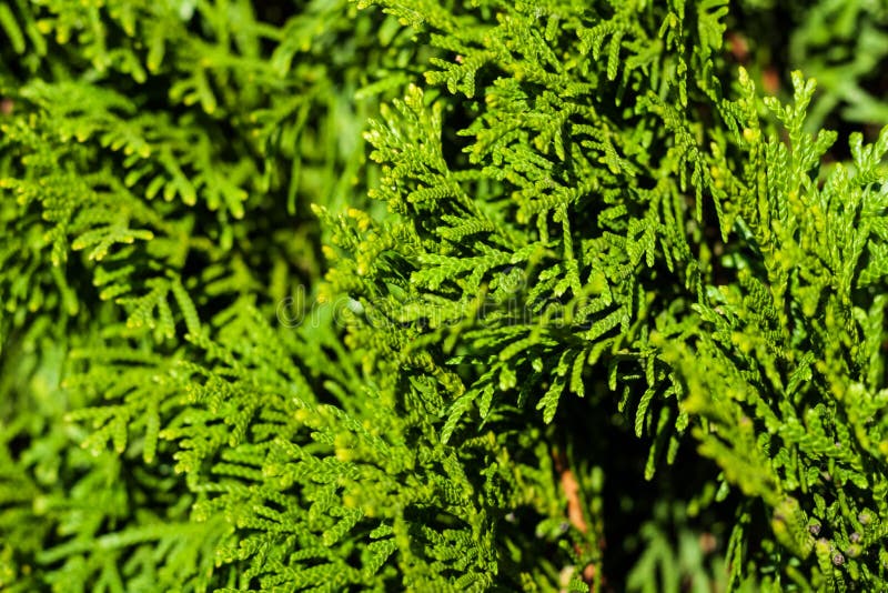 Leaves on Bush Close by in Autumn Fall Day, Green Background Soft Focus ...