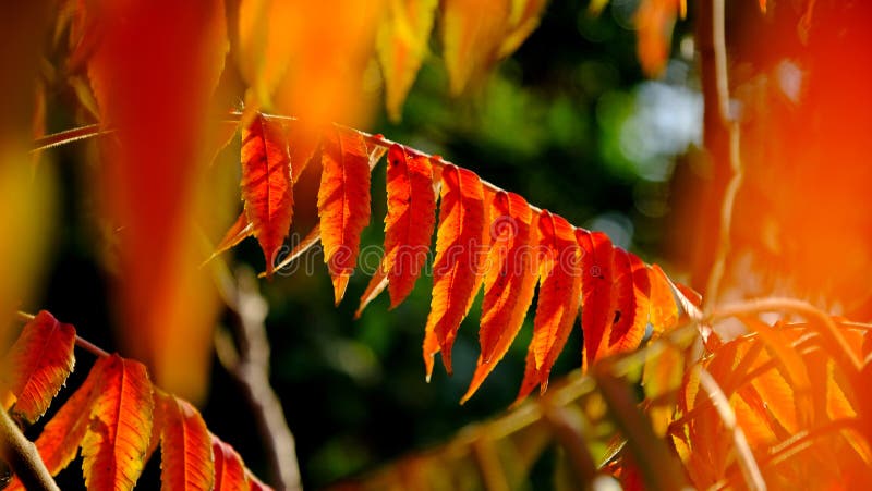 Leaves of a Bush in the Fall Stock Image - Image of park, tree: 161996289