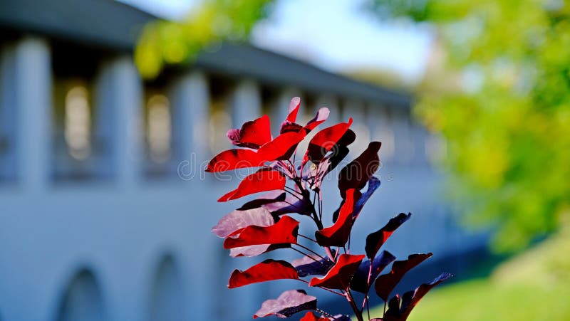 Leaves of a Bush in the Fall Stock Image - Image of bokeh, bush: 161995697