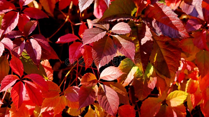 Leaves of a Bush in the Fall Stock Image - Image of close, park: 161997021