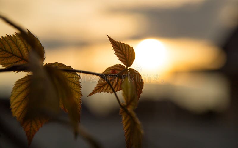 Leaves on a Bush in the Fall at Sunrise Stock Image - Image of natural ...