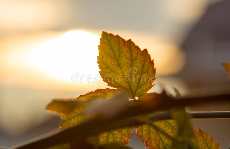Leaves on a Bush in the Fall at Sunrise Stock Photo - Image of outdoor ...