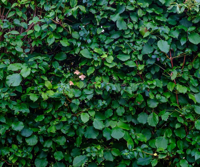 Leaves in a bush stock photo. Image of shape, shapes - 100963918